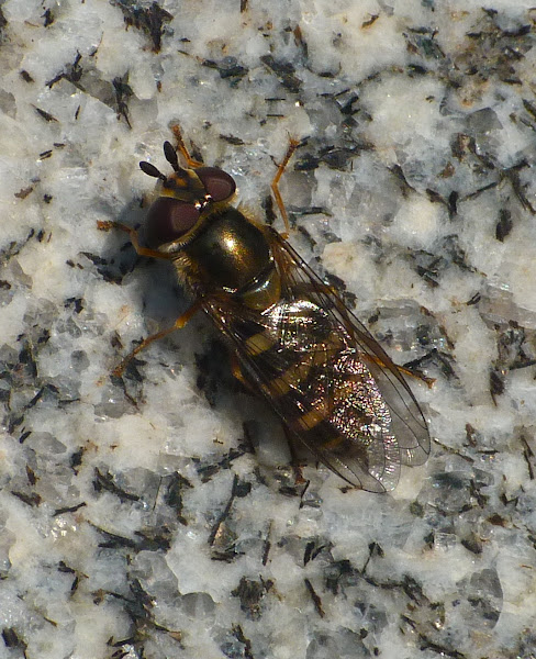 American hoverfly | Project Noah