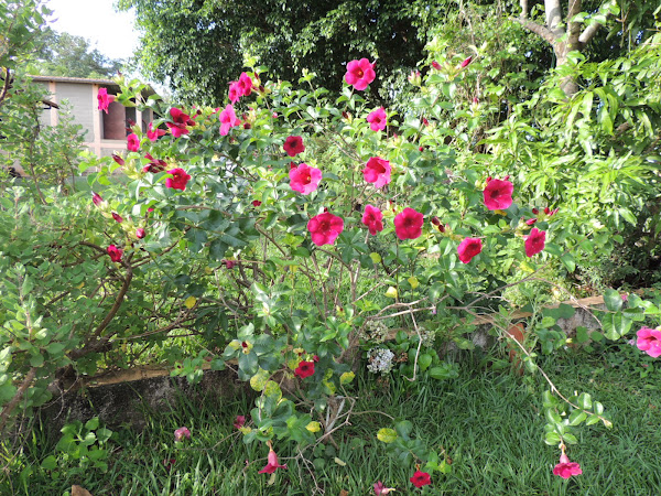 Cherry Allamanda | Project Noah