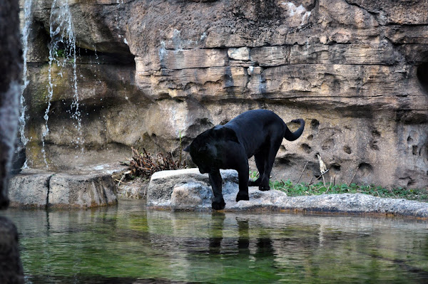 Jaguar | Project Noah