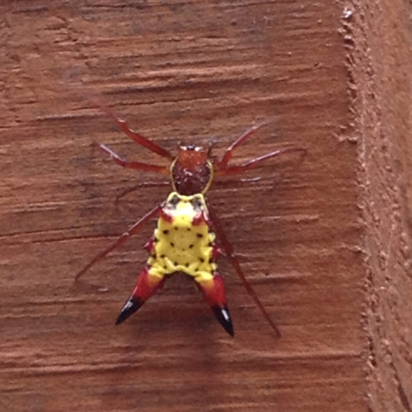 Arrow spider | Project Noah