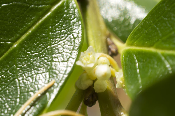 Yellow dodder | Project Noah