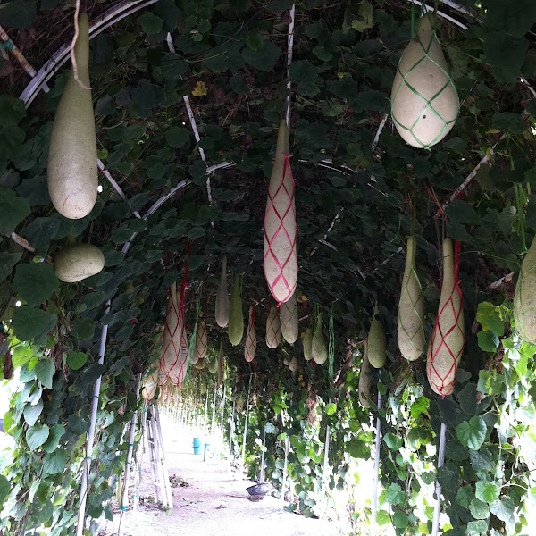 Calabash | Project Noah