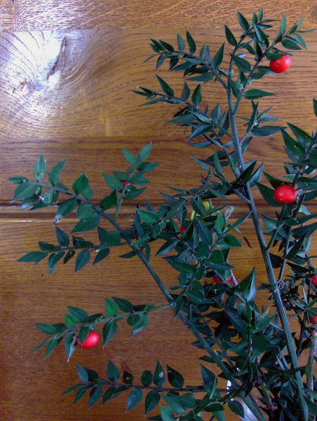 Butcher's Broom/Bodeca lobodika | Project Noah