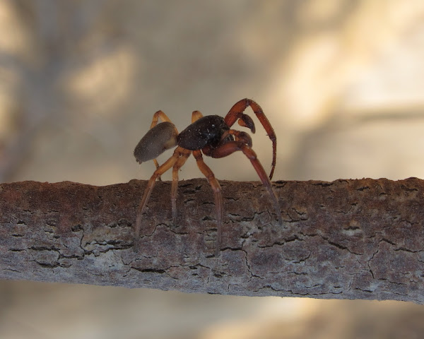 Sac Spider | Project Noah