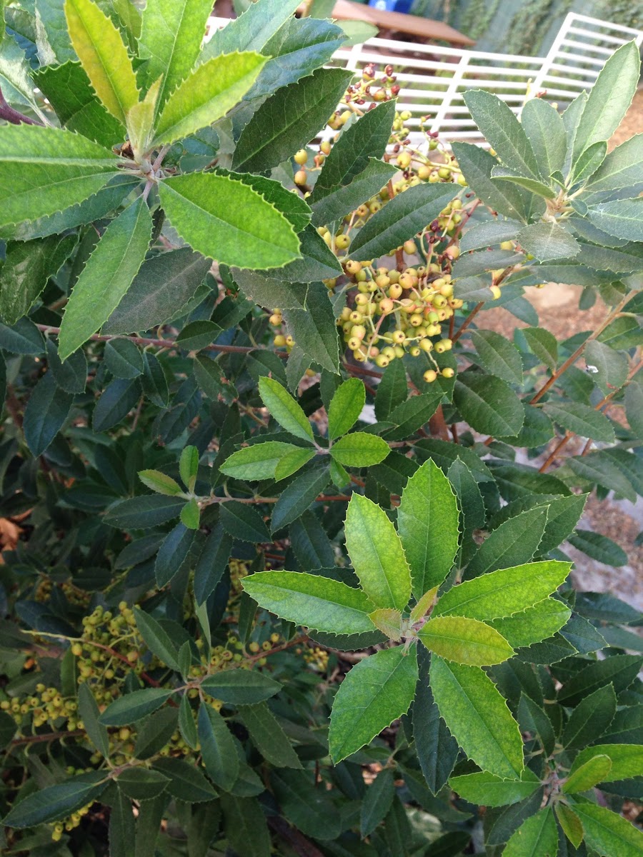 Toyon | Project Noah