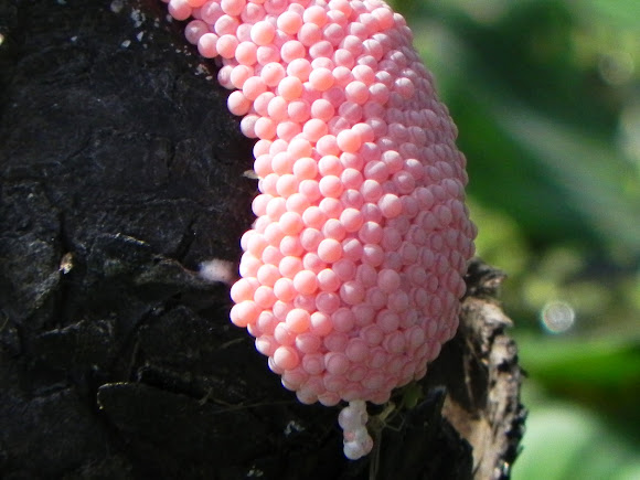 Apple Snail Eggs | Project Noah