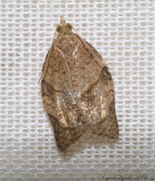 Micro-Lepidoptera | Project Noah