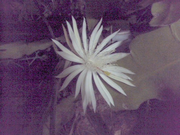 Moon Flower | Project Noah