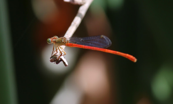 Redtail Damselfly | Project Noah