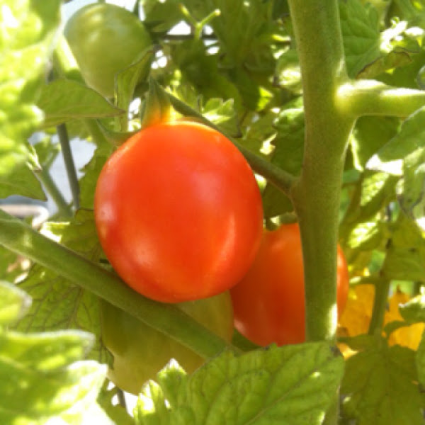 Isis Candy Tomato | Project Noah
