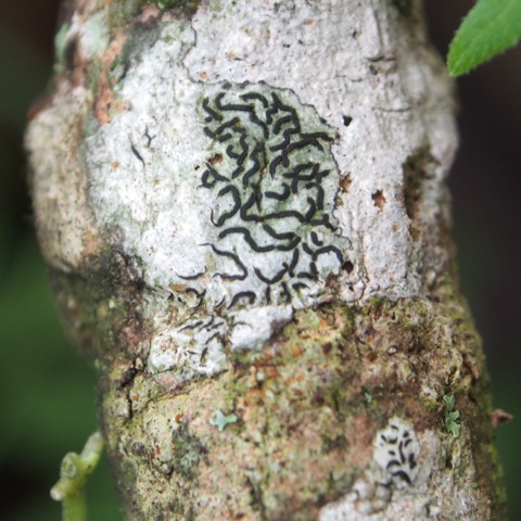 Lichen | Project Noah