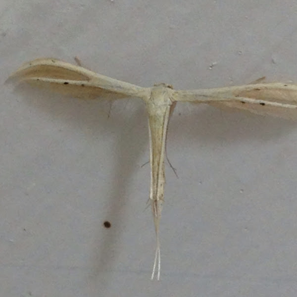 plume moth | Project Noah
