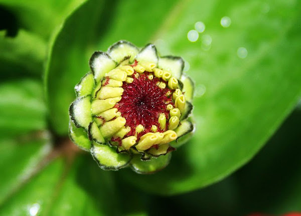 unknown | Project Noah