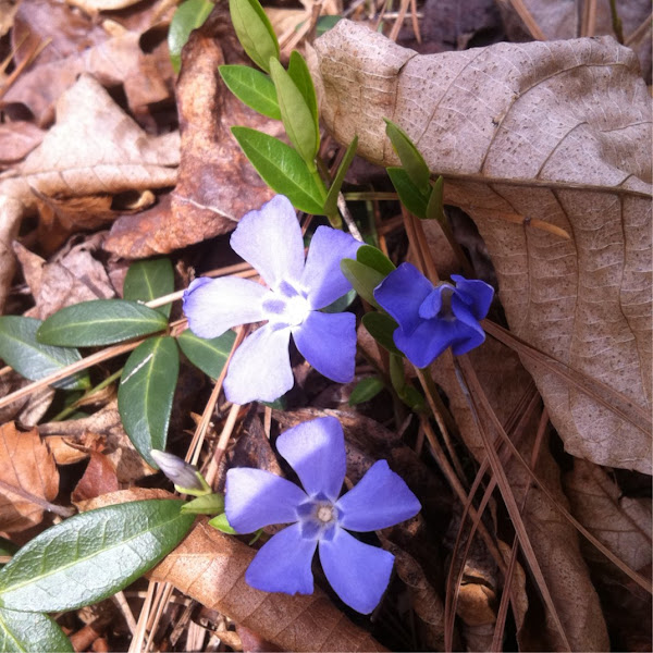 Periwinkle | Project Noah