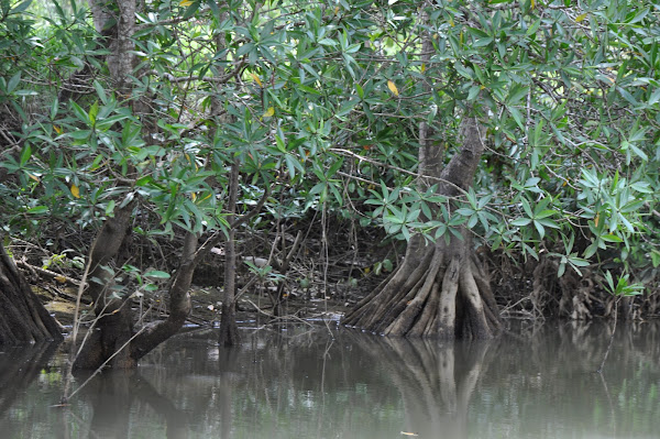 Tea Mangrove | Project Noah