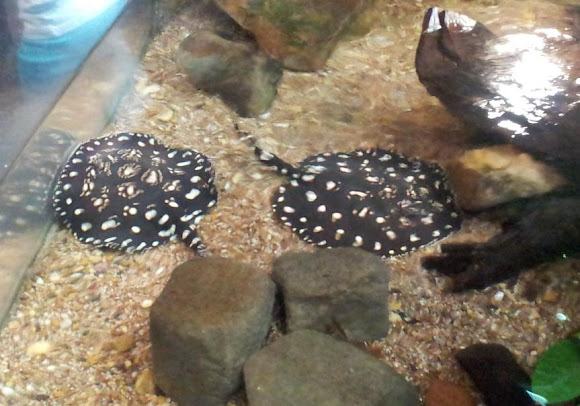 Xingu River ray | Project Noah