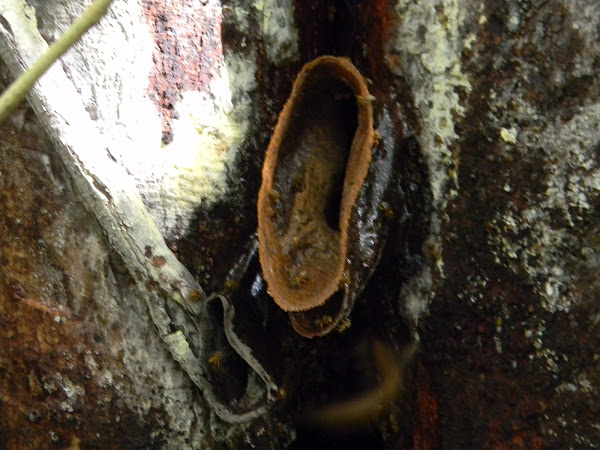 abeja - stingless bee | Project Noah