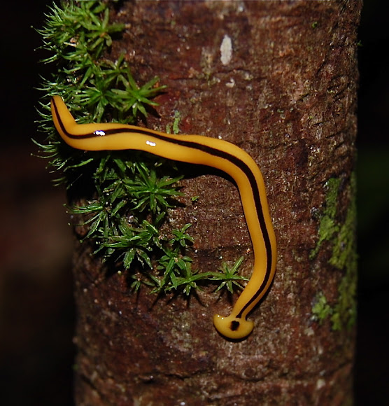 Hammerhead flatworm | Project Noah