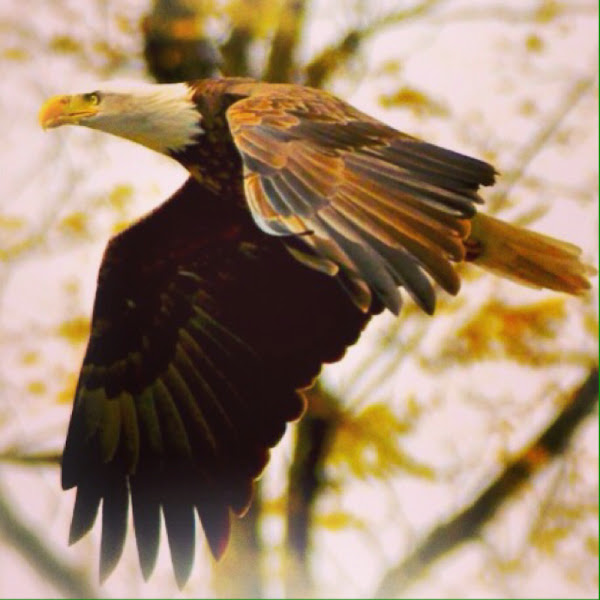 Bald Eagle | Project Noah