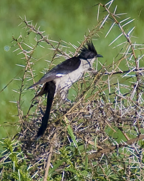 Jacobin Cuckoo | Project Noah