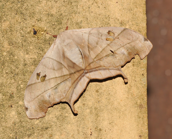 Dead-leaf Moth | Project Noah