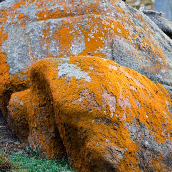 Rust-colored Algae | Project Noah