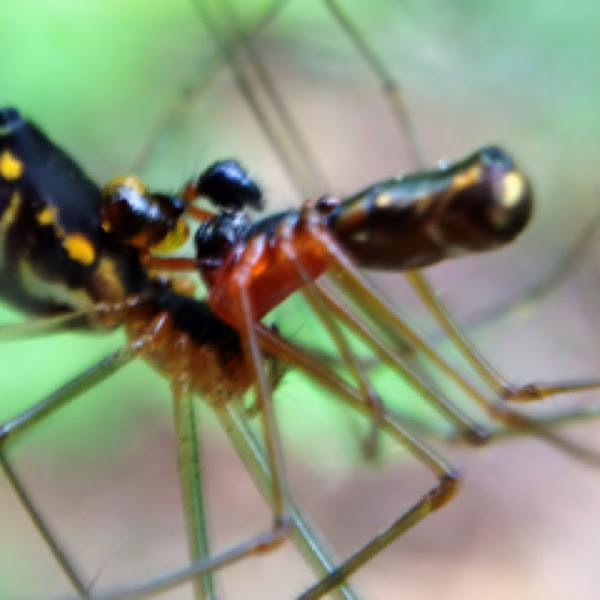 Filmy Dome Spiders - mating | Project Noah