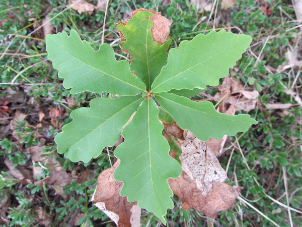 Swamp White Oak | Project Noah