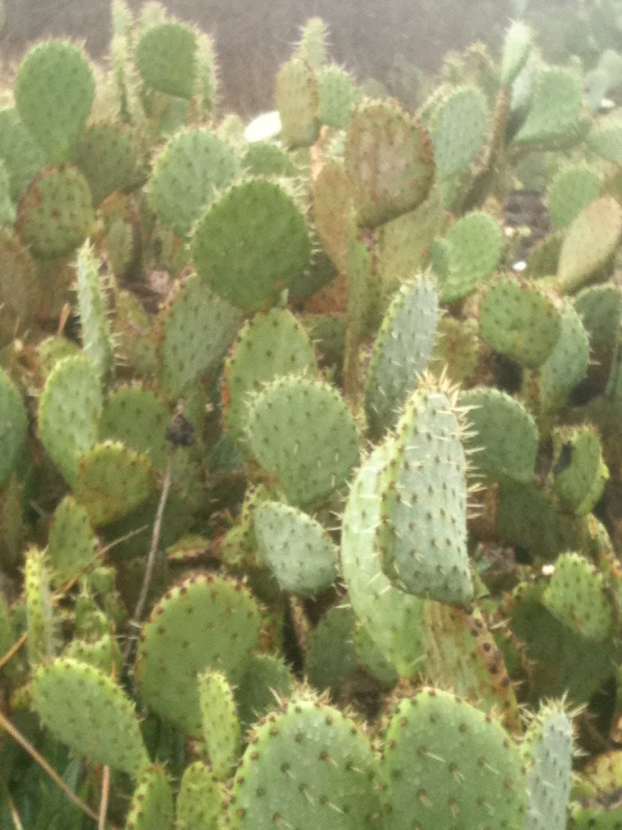 Cacti | Project Noah