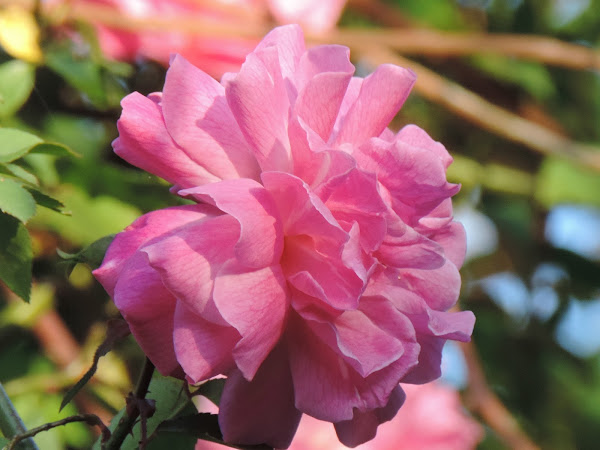 Old Blush Rose Climber | Project Noah