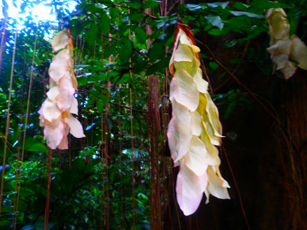 Pohon sapu tangan ( sapu tangan tree ) | Project Noah