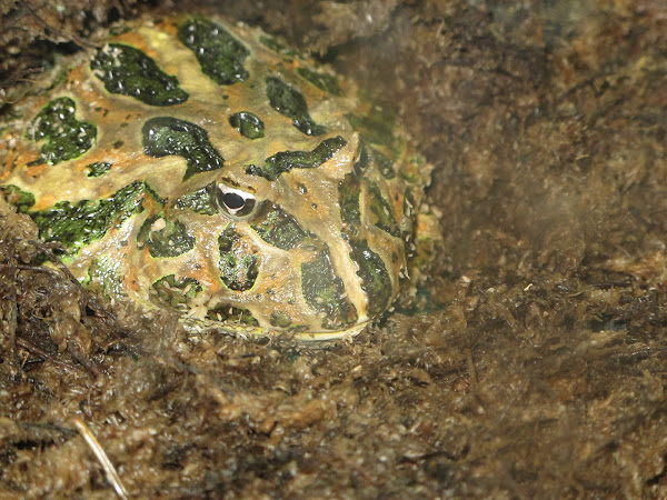 Cranwell's Horned Frog | Project Noah