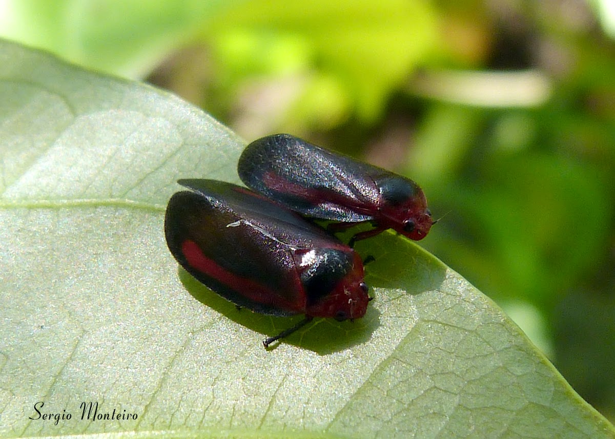 Spittle Bugs | Project Noah