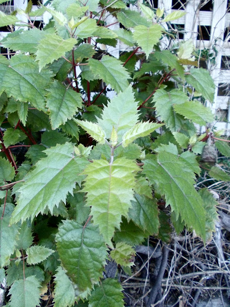 Makomako | Project Noah