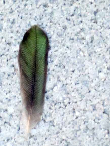 Hummingbird Feather | Project Noah