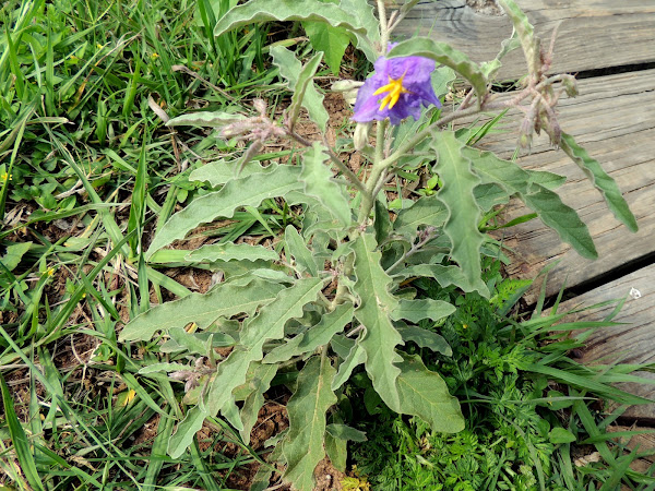 Western Horse-Nettle | Project Noah