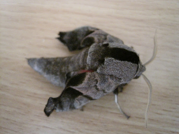 hawk eye moth | Project Noah