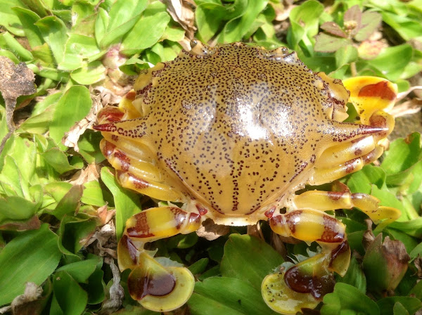 Spotted Moon Crab | Project Noah