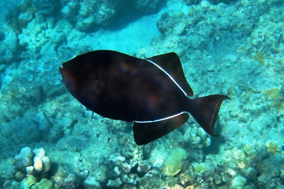 Black Triggerfish | Project Noah