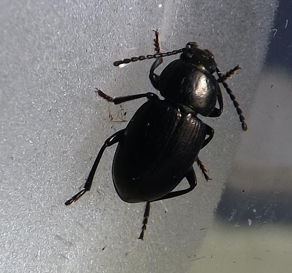 Darkling Beetle | Project Noah