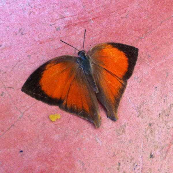 Yamfly | Project Noah