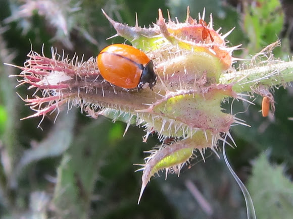 California Ladybug | Project Noah