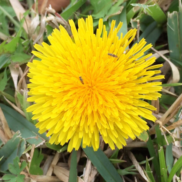 Dandelion | Project Noah