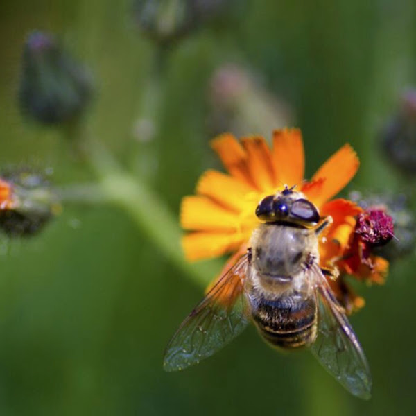 Drone Fly | Project Noah