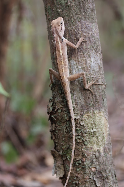 Forest Crested Lizard | Project Noah