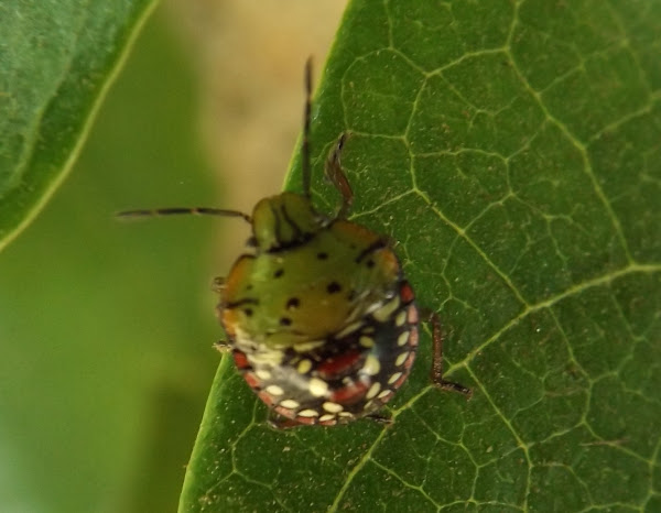 Southern Green Stink Bug Nymph | Project Noah
