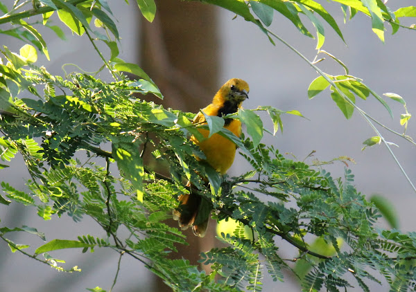 Orange Oriole | Project Noah