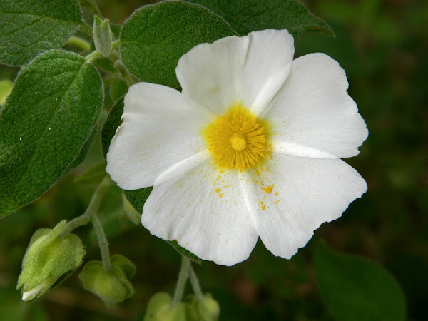 Sage-leaved Rock Rose | Project Noah