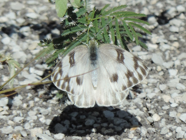 Checkered White Butterfly | Project Noah
