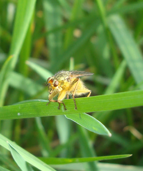 Yellow Dung Fly | Project Noah